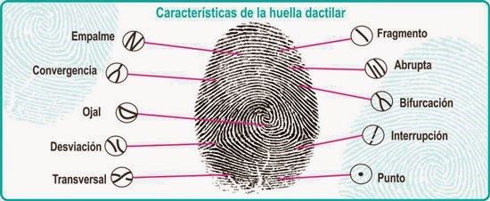 Identificación biométrica a través de las huellas dactilar﻿es – Biometrics